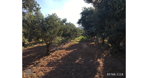 İZMAX DAN KÖYE ÇOK YAKIN İÇİNDE EVİ OLAN ZEYTİNLİK 85766-1116 | hepsiemlak