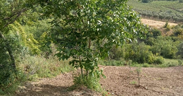 ŞARKÖY MURSALLI 3.180 DÖNÜM SATILIK MEYVALIK 128268-631 | hepsiemlak