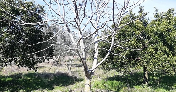 ALFA RMLAK’dan Bereketli Mahallesinde Satılık portakal bahçesi 113600 ...