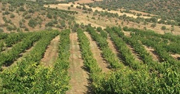 Manisa'da TARIM HAYAT tır. Verimli arazide meyve ağaçları ürün alın ...