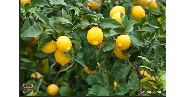 ERDEMLİ ARPAÇBAHŞİŞ'TE SATILIK DENİZ MANZARALI LİMON BAHÇESİ 29240-1740 ...