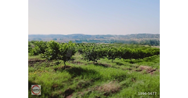 Limon bahçesi 1896-5677 | hepsiemlak