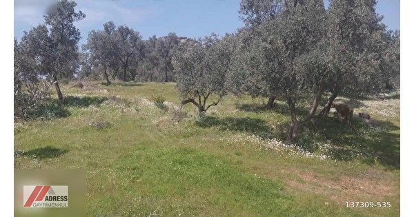 Milas Demirciler Mahallesinde Satılık Zeytinlik 137309-535 | hepsiemlak