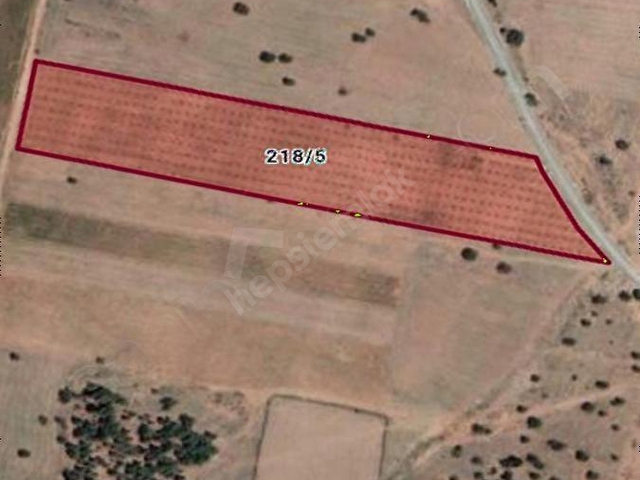 Infora Yatırım'dan Tavas Karahisar'da Satılık Ceviz Bahçesi