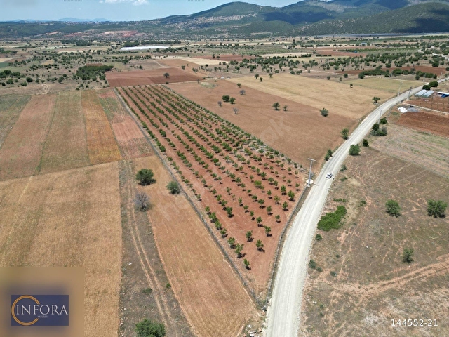 Infora Yatırım'dan Tavas Karahisar'da Satılık Ceviz Bahçesi