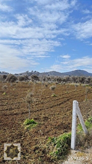 İLHAN RODOPLU'DAN HELVACI DA 5863 M2 ZEYTİNLİK 159286-5 | hepsiemlak