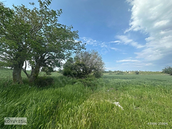 SAHİBİNDN MÜSTAKİL ARSA İÇİNDE ACİL 500M2 GÖL MANZARALI UYGUN 43996 ...