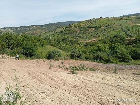 ŞARKÖY MURSALLI 3.180 DÖNÜM SATILIK MEYVALIK TARLA 128268-631 | hepsiemlak