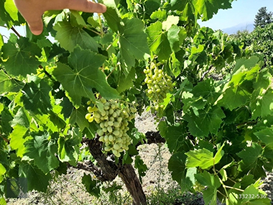 KOZA'DAN ASFALTYOL YAKINI SATILIK BAKIMLI BAĞ 133232-536 | hepsiemlak