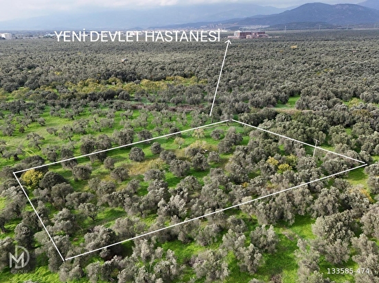 MERT DİNÇ'TEN CEM ZEYTİNCİLİK ARKASI ASFALTA ÇOK YAKIN 5 DÖNÜM MUHTEŞEM ...