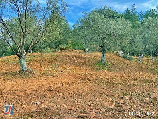 UYTUNDAN GÖMEÇ KARAAĞAÇDA 2.650 METREKARE YOLA CEPHELİ ZEYTİNLİK 137331 ...