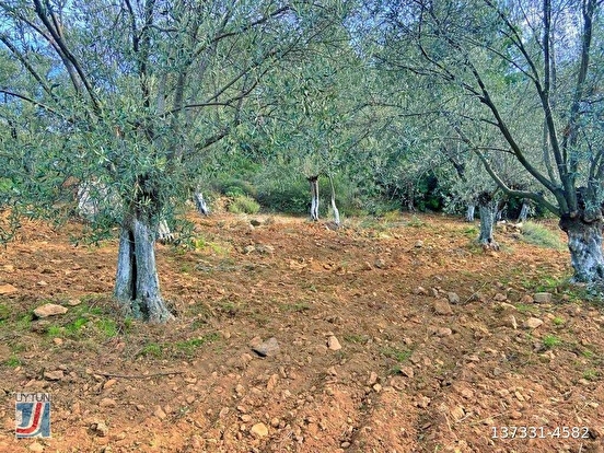 UYTUNDAN GÖMEÇ KARAAĞAÇDA 2.650 METREKARE YOLA CEPHELİ ZEYTİNLİK 137331 ...