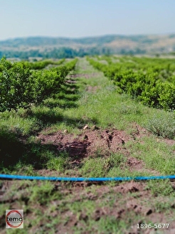 Limon bahçesi 1896-5677 | hepsiemlak