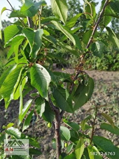 381 Square Meters Detached House For Sale in Osmangazi, Bursa | hepsiemlak