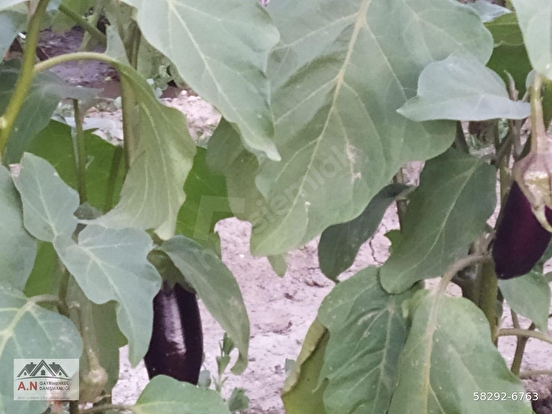 381 Square Meters Detached House For Sale in Osmangazi, Bursa | hepsiemlak